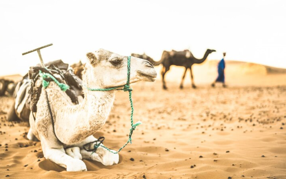 Camel Farm Tour Dubai | BIG RED MOTOR BIKE RENTING